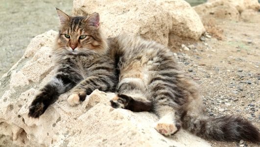 110+ Best Human Names Inspired For Cats - Unique Cat Name Ideas