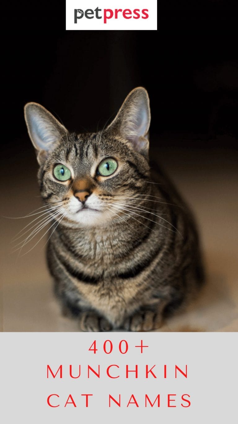 400+ Best Munchkin Cat Names For Your Short Legged Cat Breed