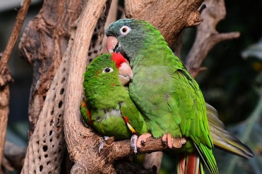 Finding the Perfect Chirp: 480+ Lovebird Names You'll Adore