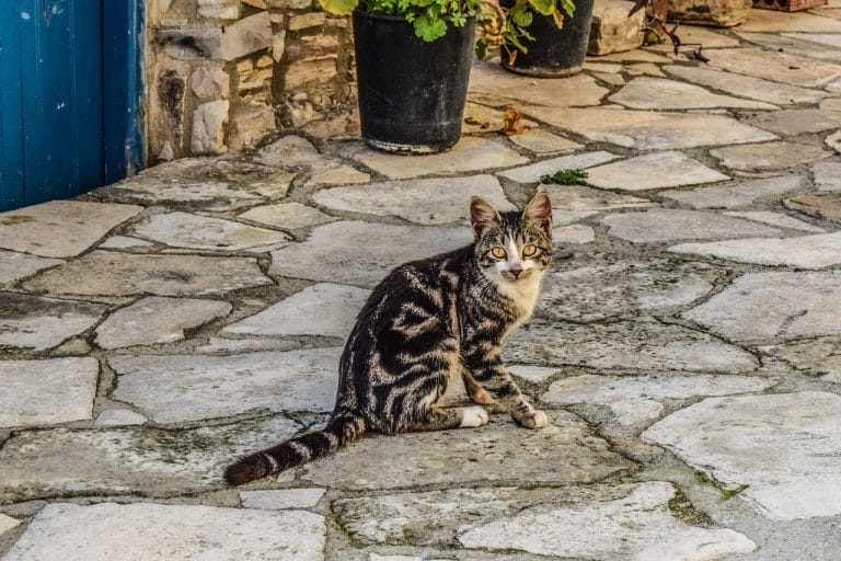 130+ Gypsy Cat Names For Your Nomadic Cute Kitten