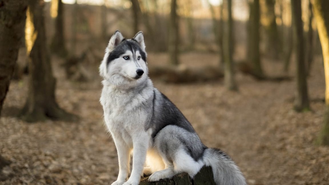 7 Basenji Mix Breeds – The Popular and Adorable Hybrid Dogs - PetPress