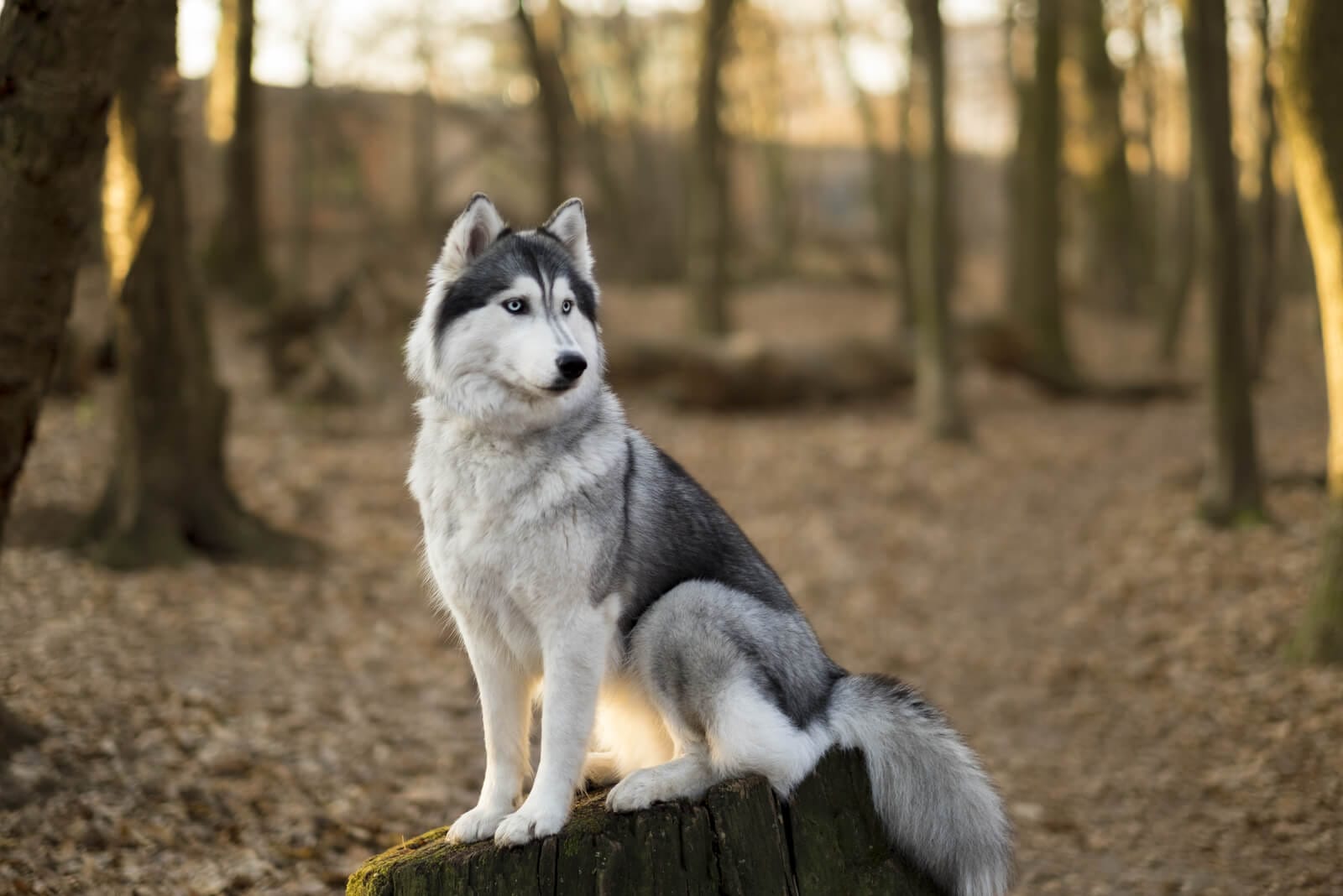 6+ Cutest Husky Mixed-Breed Puppies - PetPress