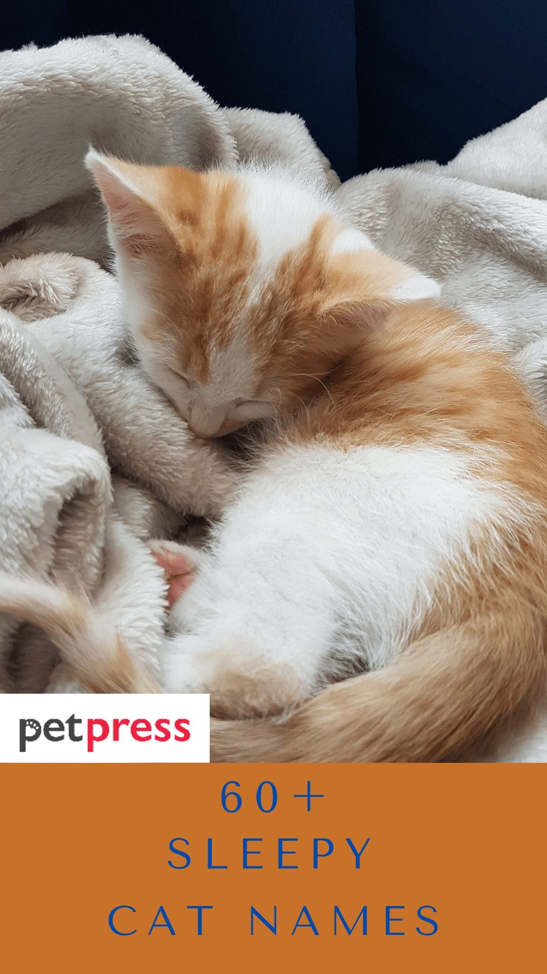 60+ Sleepy Cat Names For Your Lazy Feline Friend