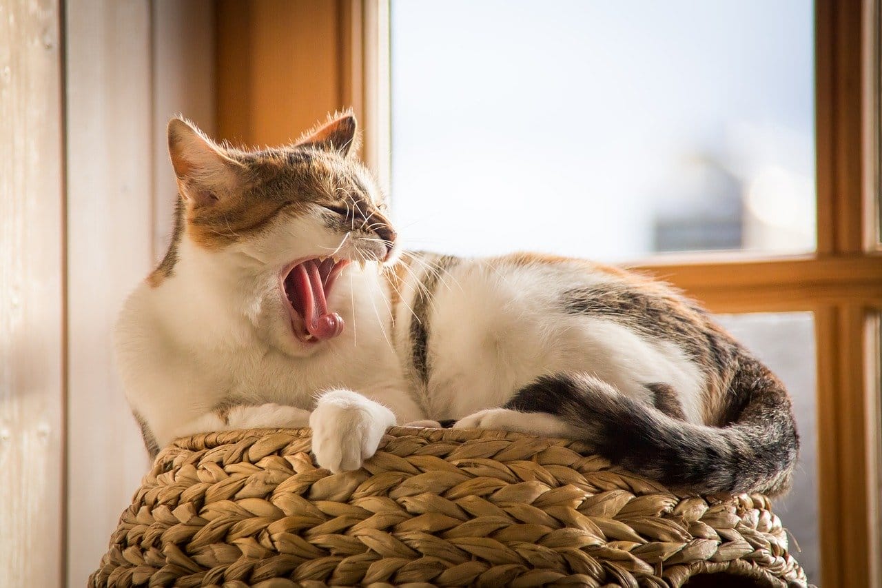 60 Sleepy Cat Names For Your Lazy Feline Friend 60-sleepy-cat-names-for-your-lazy-feline-friend