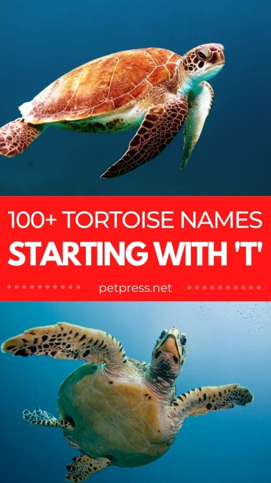 100+ Great Tortoise Names Starting With 'T'