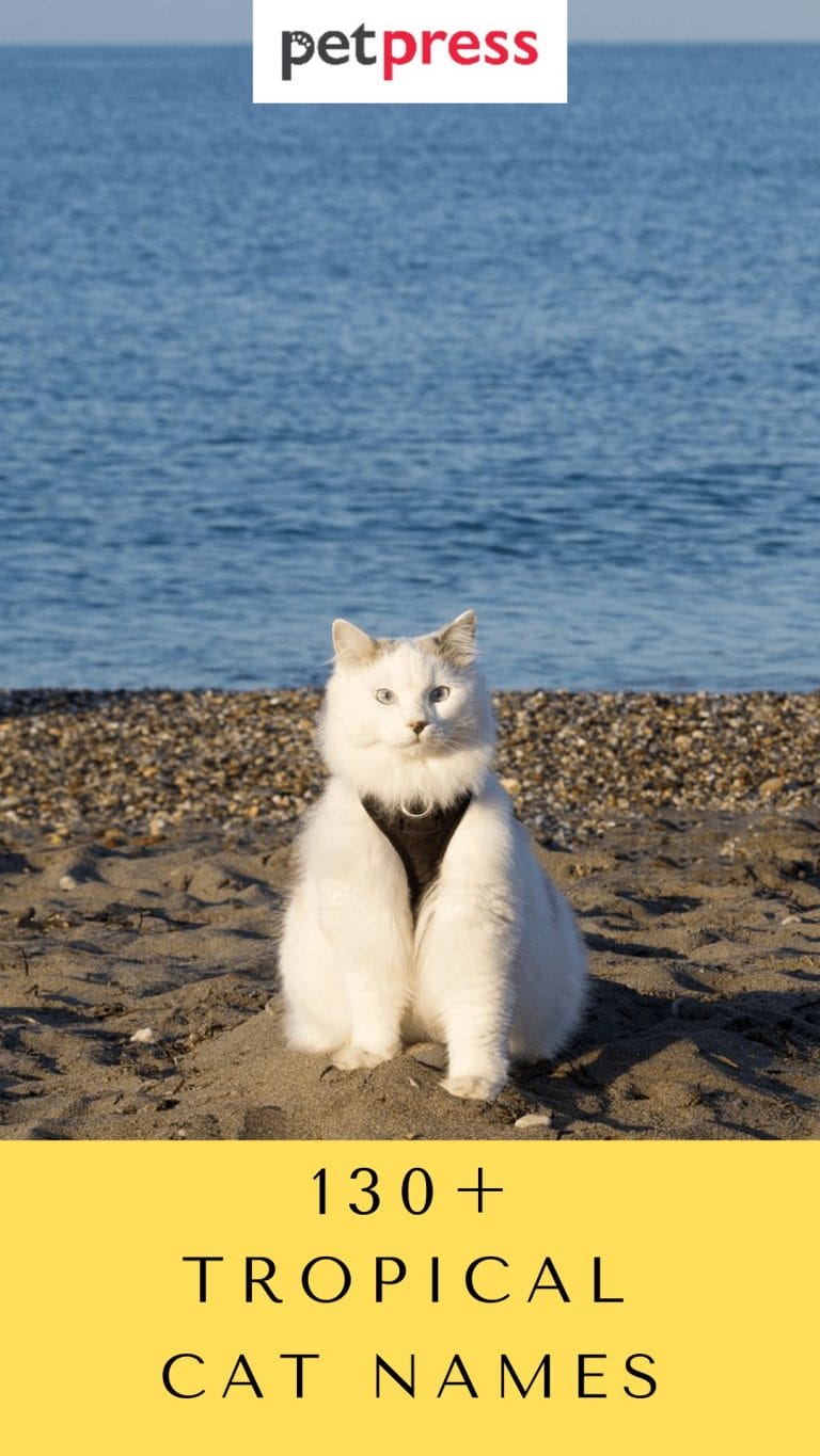 130+ Tropical Cat Names With Meanings For Your Feline Friend