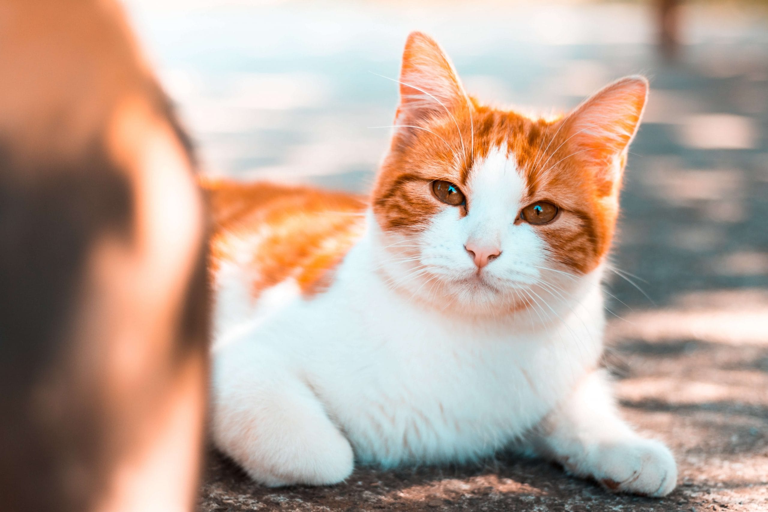 400+ Best Munchkin Cat Names For Your Short Legged Cat Breed