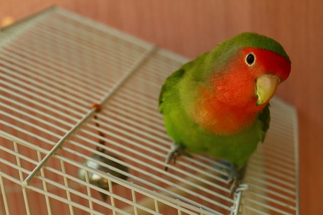 Finding the Perfect Chirp: 480+ Lovebird Names You'll Adore