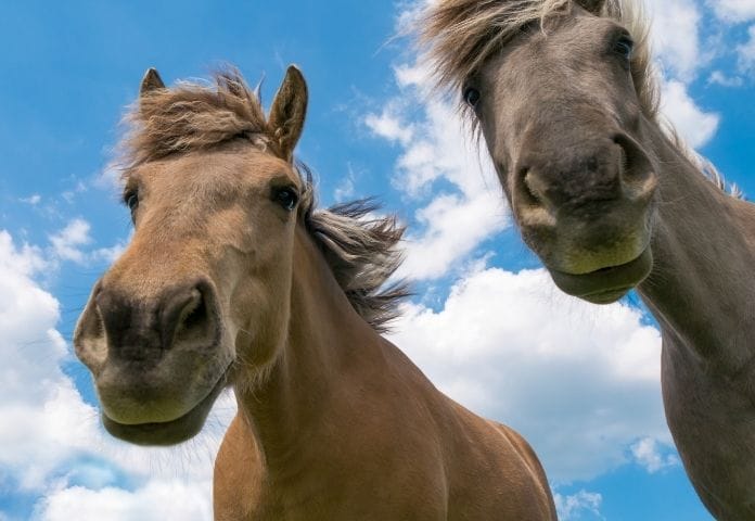 180+ Rude Horse Names: Funny & Dirty Ideas to Name A New Pet Horse!