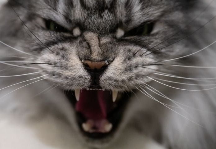 250 Aggressive Cat Names To Name Your Fierce Pet Cat 250-aggressive-cat-names-to-name-your-fierce-pet-cat