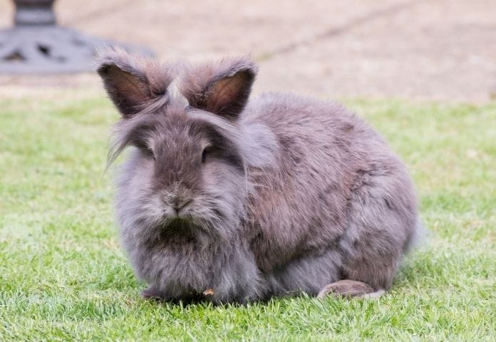100+ Best Brown Rabbit Names: Cute and Funny Pet Bunny Name Ideas