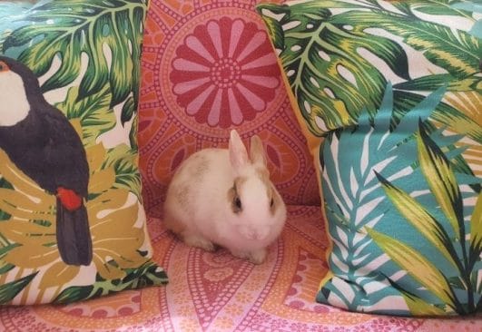 The Ultimate List of 90+ Best Spanish Rabbit Names