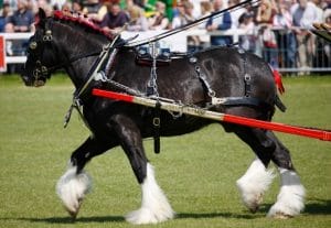 Shire Horse Names: List of 150+ Name Ideas for a Shire Horse