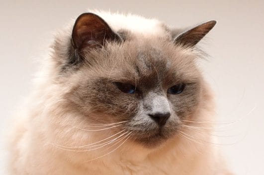 590+ Birman Cat Names - Unique Ways To Name Your Birman Cat