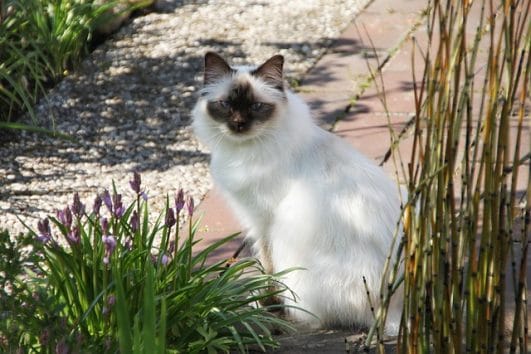 590+ Birman Cat Names - Unique Ways To Name Your Birman Cat