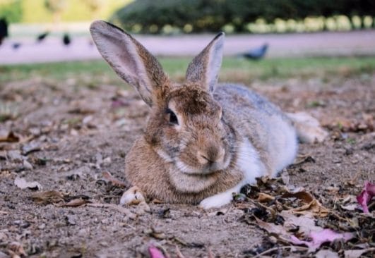 The Ultimate List of 90+ Best Spanish Rabbit Names