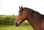 150+ Best Bay Horse Names: Male and Female Name Ideas