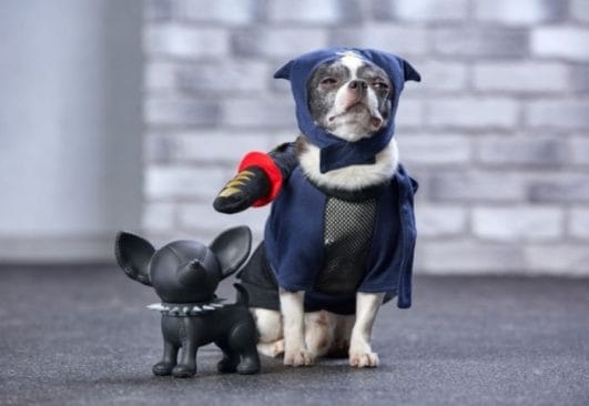 Ninja Dog Names: 90+ Dog Names Inspired by Ninjas