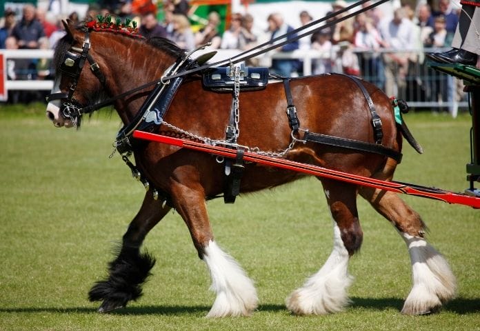 Shire Horse Names: List of 150+ Name Ideas for a Shire Horse