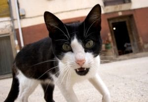 250+ Aggressive Cat Names to Name Your Fierce Pet Cat