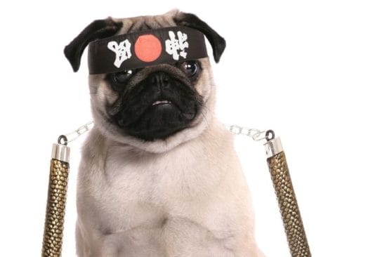 Ninja Dog Names: 90+ Dog Names Inspired by Ninjas