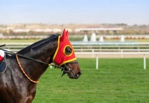 180+ Rude Horse Names: Funny & Dirty Ideas to Name A New Pet Horse!