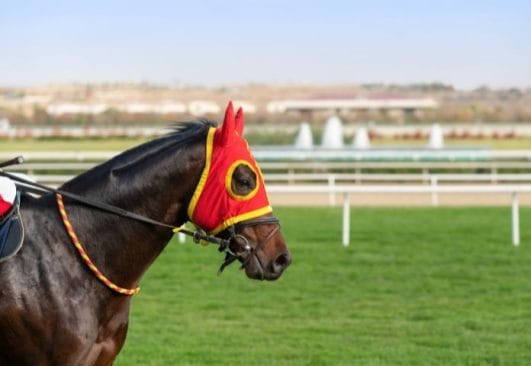 180+ Rude Horse Names: Funny & Dirty Ideas to Name A New Pet Horse!