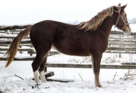 150+ Best Bay Horse Names: Male and Female Name Ideas
