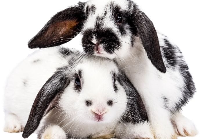 200+ White Rabbit Names: Names For Male & Female White Rabbits