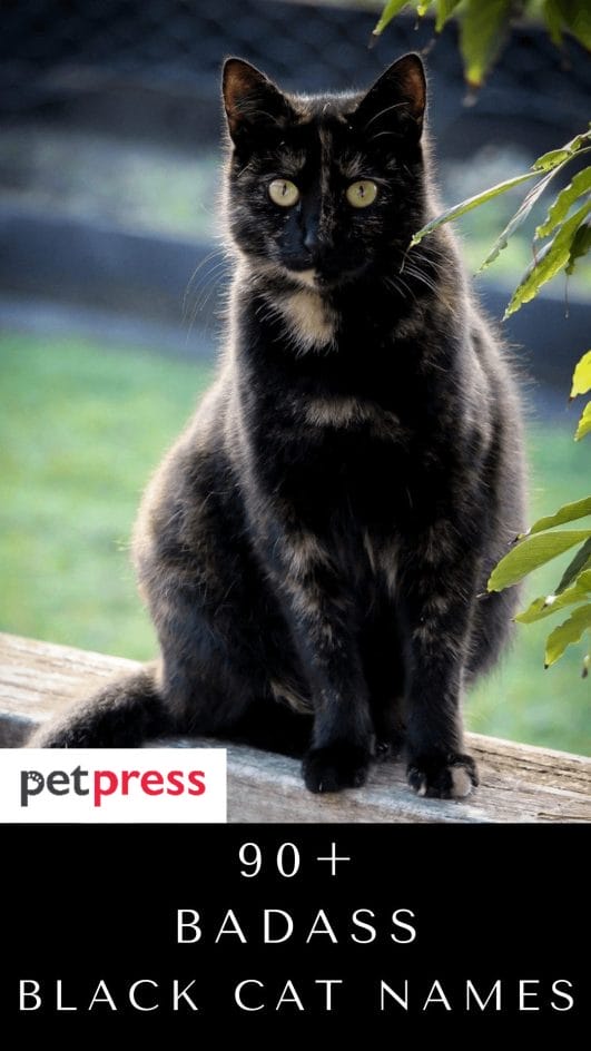 90+ Badass Black Cat Names For Your Majestic Black Feline Friend