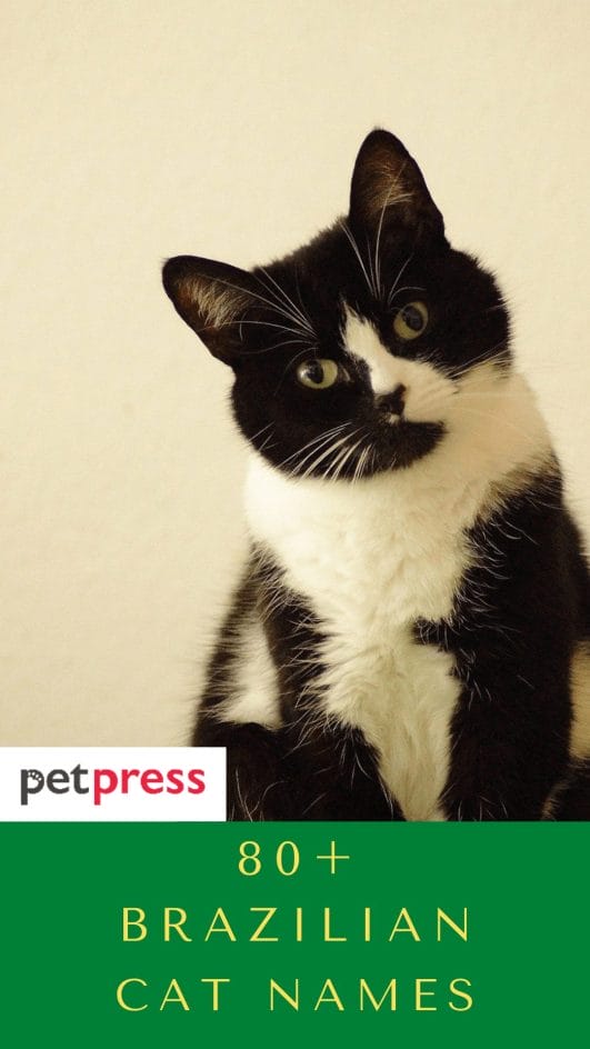 80+ Brazilian Cat Names With Meanings For Your Cute Kitten