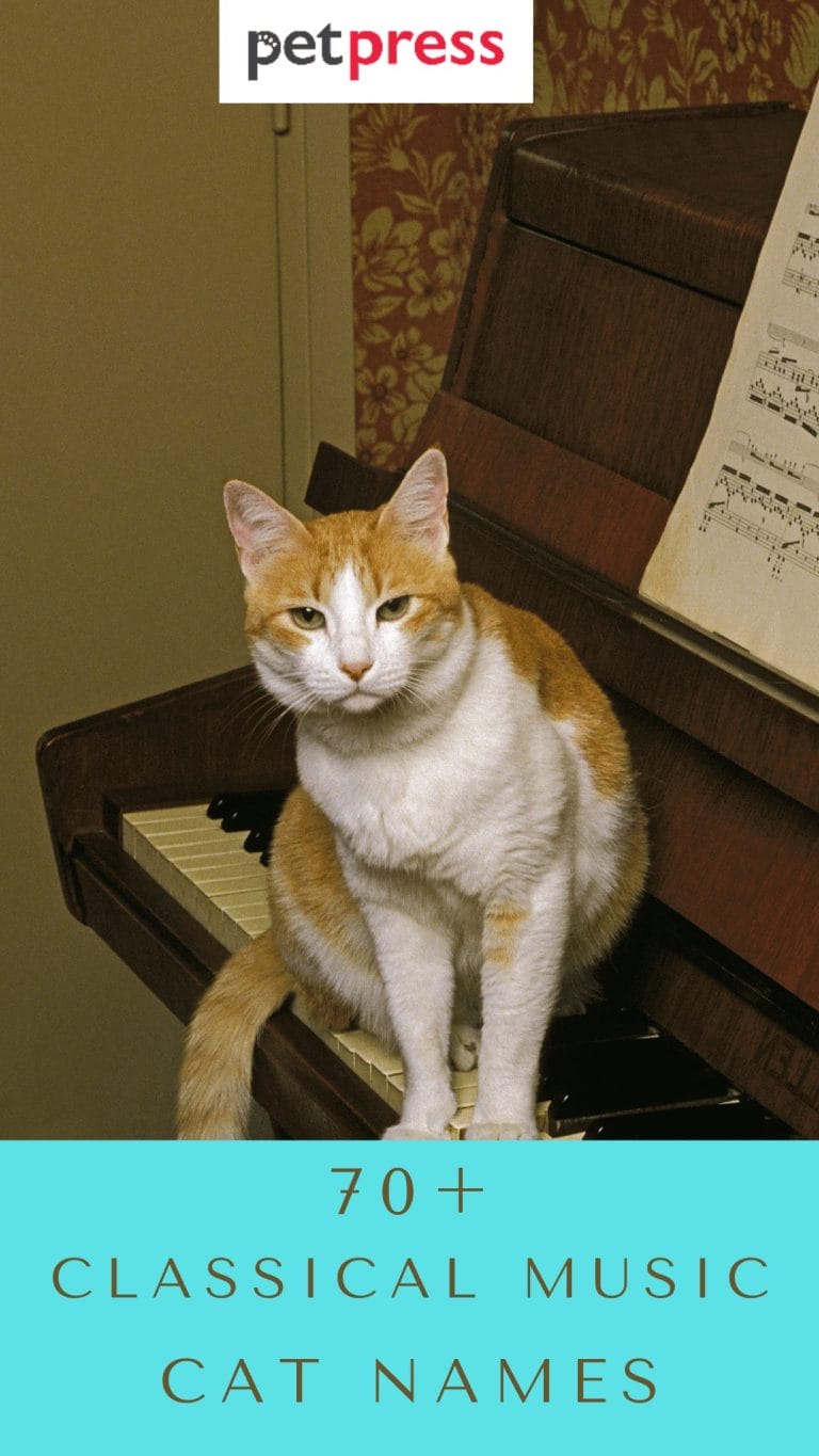 70+ Best Classical Music Inspired Cat Names For Your Kitten