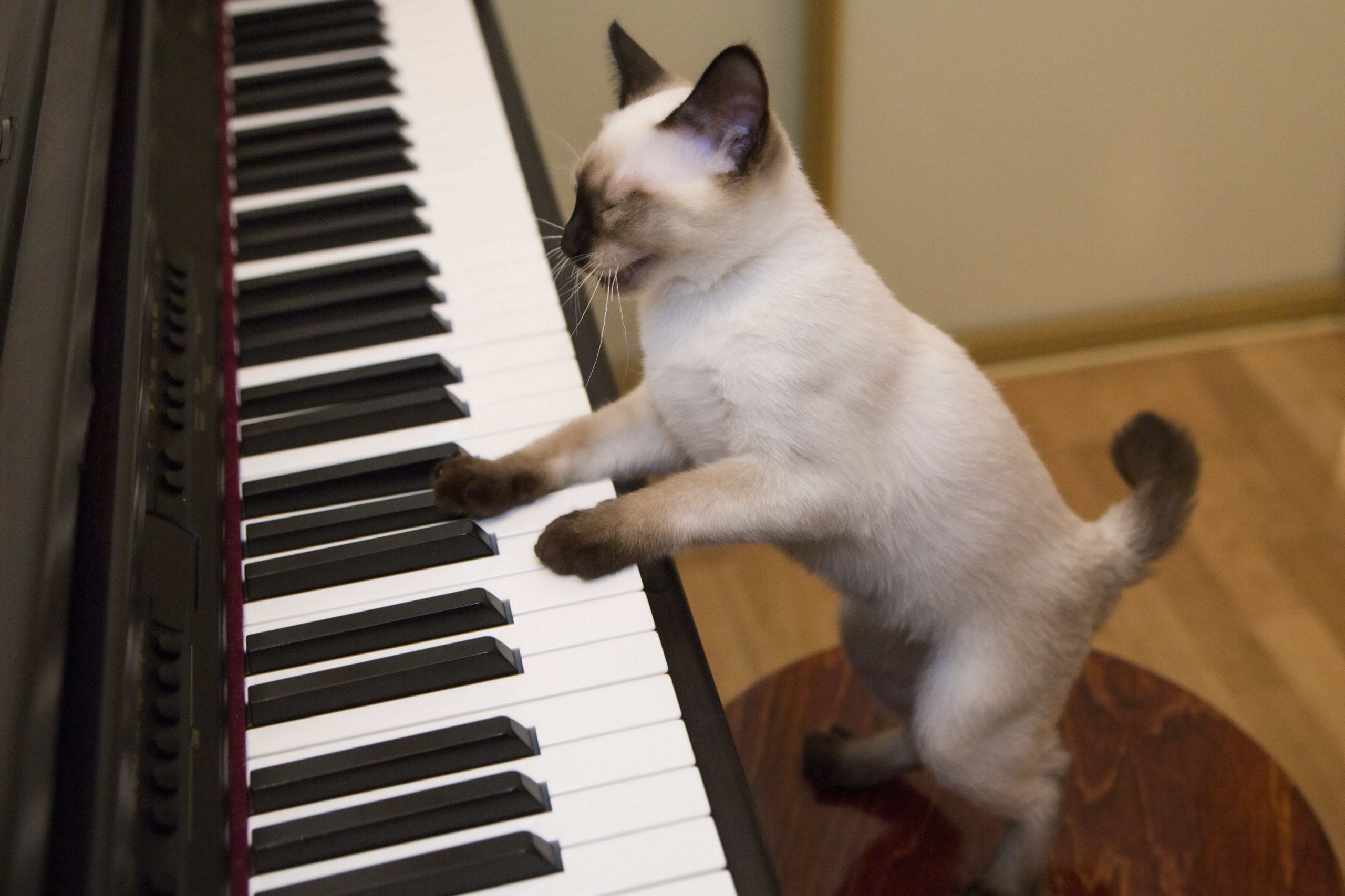 70+ Best Classical Music Inspired Cat Names For Your Kitten