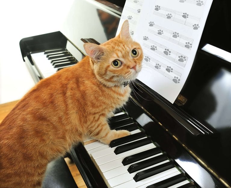 90 Best Music Inspired Cat Names - For Your Best Friend Kitten