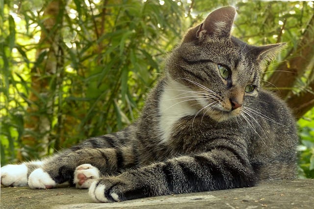 100 Cool Cat Names - Best Cat Name Ideas For Your Feline Friend