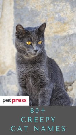 80+ Creepy Cat Names For Your Horror Feline Friend