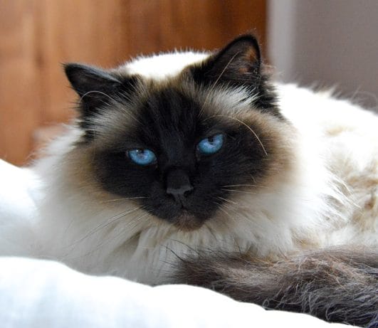 590+ Birman Cat Names - Unique Ways To Name Your Birman Cat