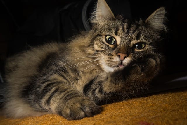 100 Best Weather Inspired Cat Names For Your Feline Friend