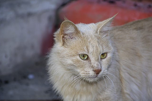 140+ Popular Blonde Cat Names - For Your Cute Orange Kitten