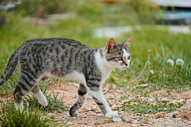 240+ Best Adventurous Cat Names For Your Explorer Cute Kitten