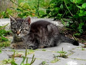 190+ Ancient Aztec And Mayan Cat Names With Meanings