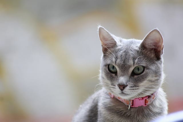 130+ Cajun Cat Names - Unique Way To Name Your Feline Friend