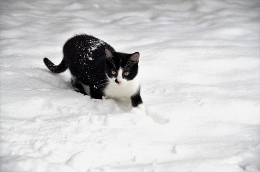 110+ Best Winter Inspired Cat Names For Your Cold Kitten