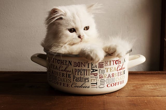 130+ White Fluffy Cat Names For Your Furry Adorable Kitten