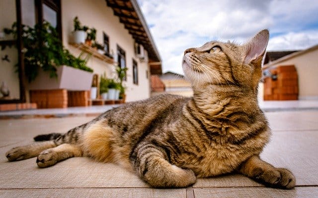 200+ Manly Cat Names For Your Tough And Brave Kitten