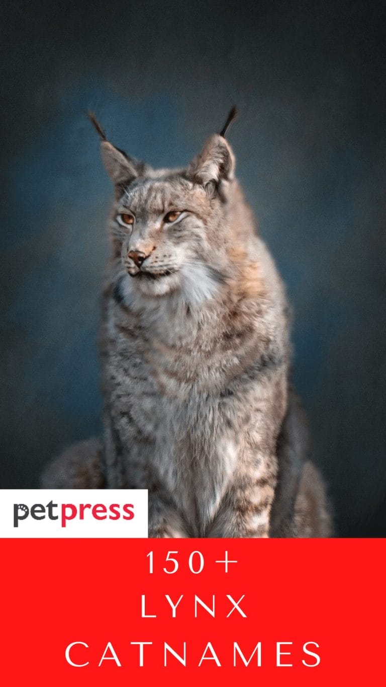 150+ Best Lynx Cat Names For Your Rare Lynx Breed Kitten