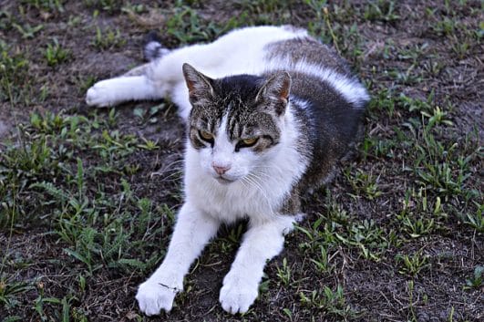130+ Cajun Cat Names - Unique Way To Name Your Feline Friend