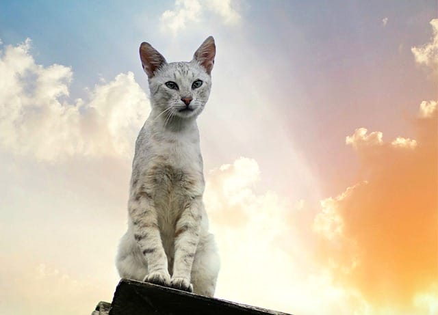 80+ Popular Constellation Inspired Cat Names For Male And Female Kitten