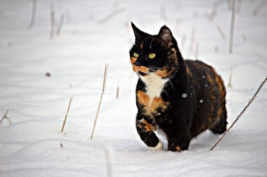 110+ Best Winter Inspired Cat Names For Your Cold Kitten