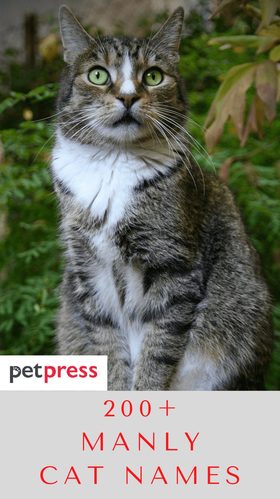 200+ Manly Cat Names For Your Tough And Brave Kitten